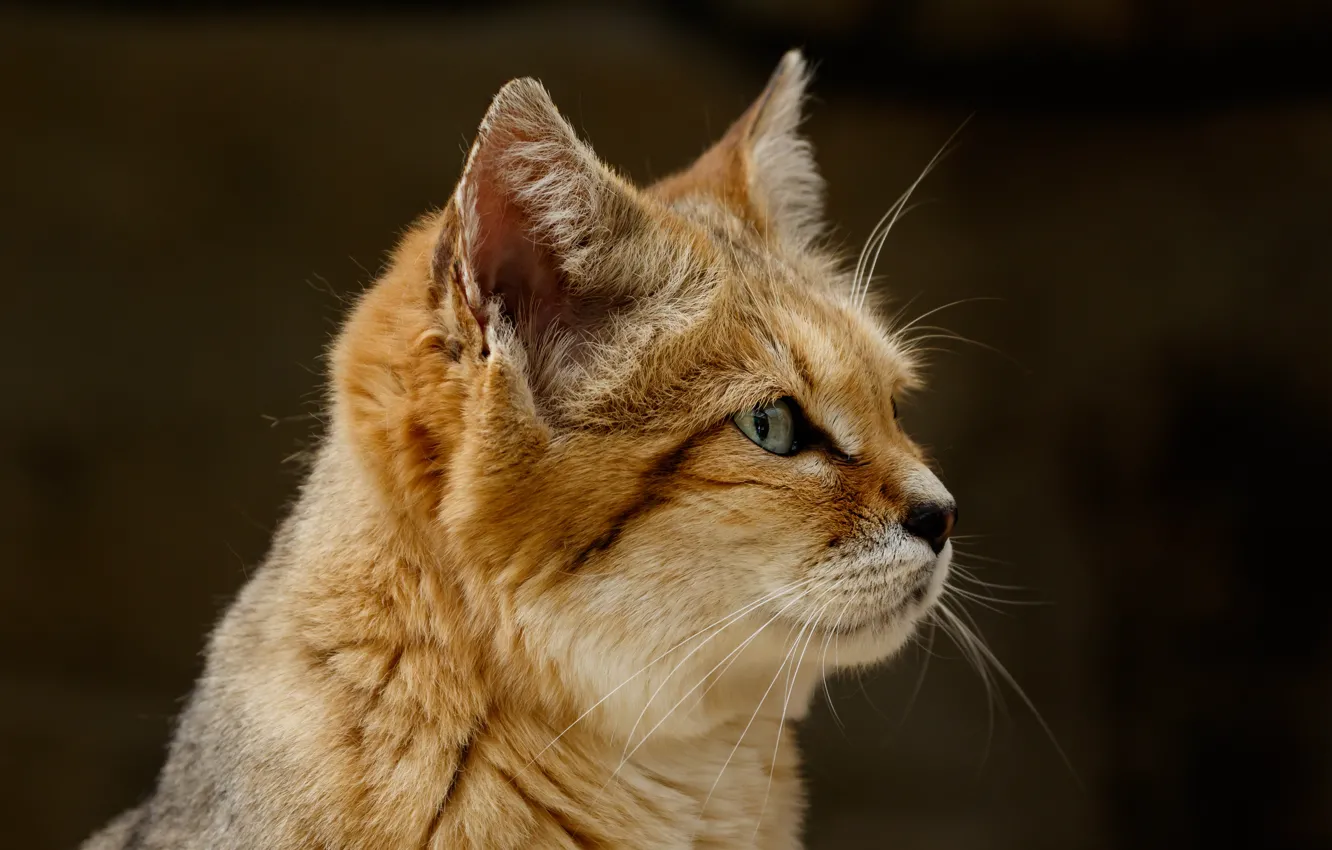 Wallpaper look, face, the dark background, portrait, wild cat, Sand cat ...