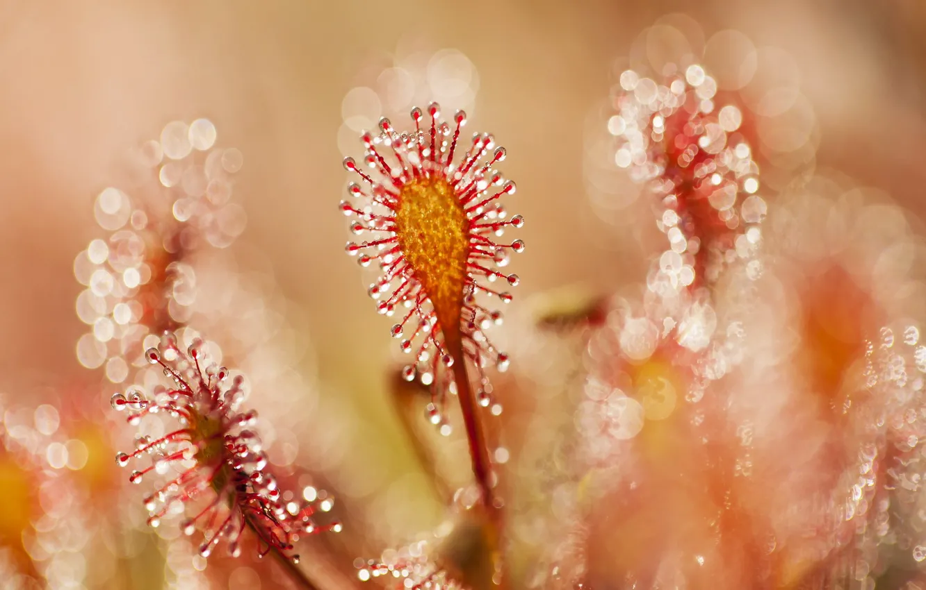Wallpaper glare, plant, bokeh, rotundifolia, Drosera rotundifolia ...