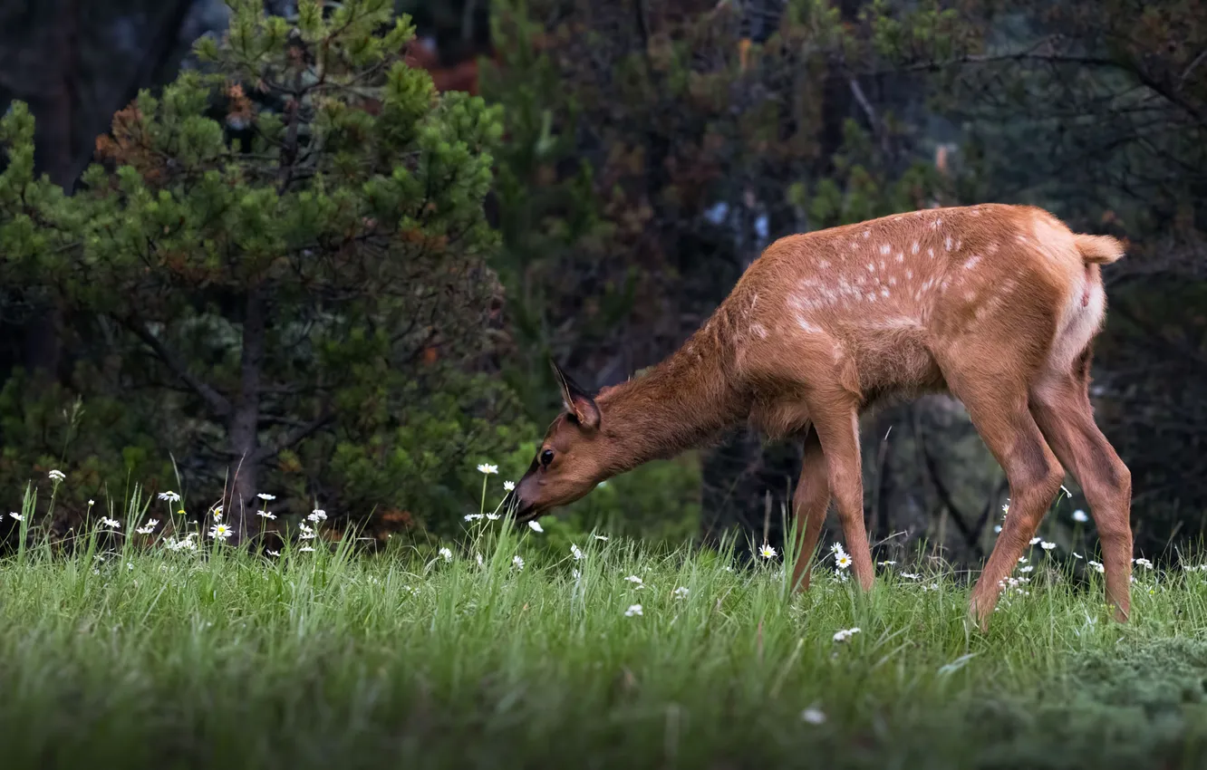 Wallpaper forest, grass, flowers, glade, deer, meadow, pine, young for ...