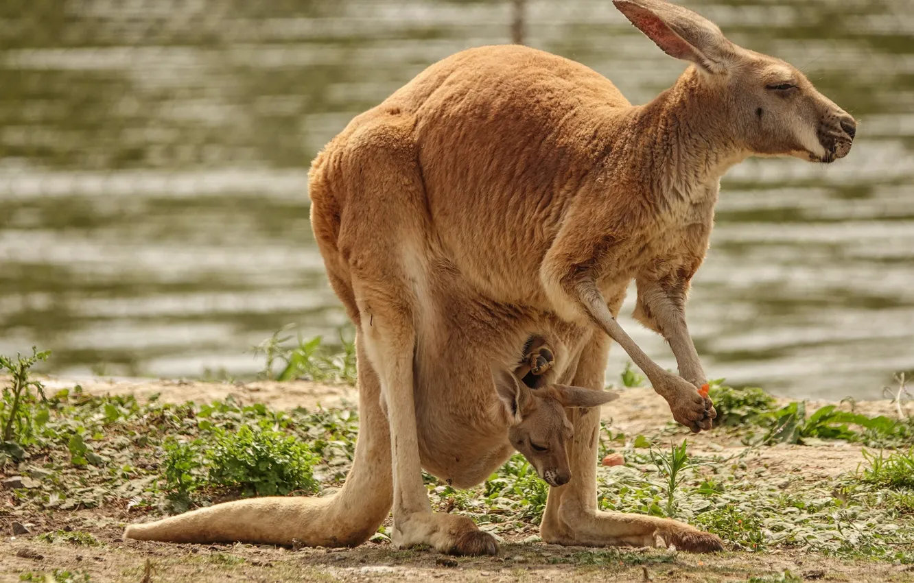 Wallpaper background, kangaroo, bag, cub, zoo, mother, mils, marsupials ...