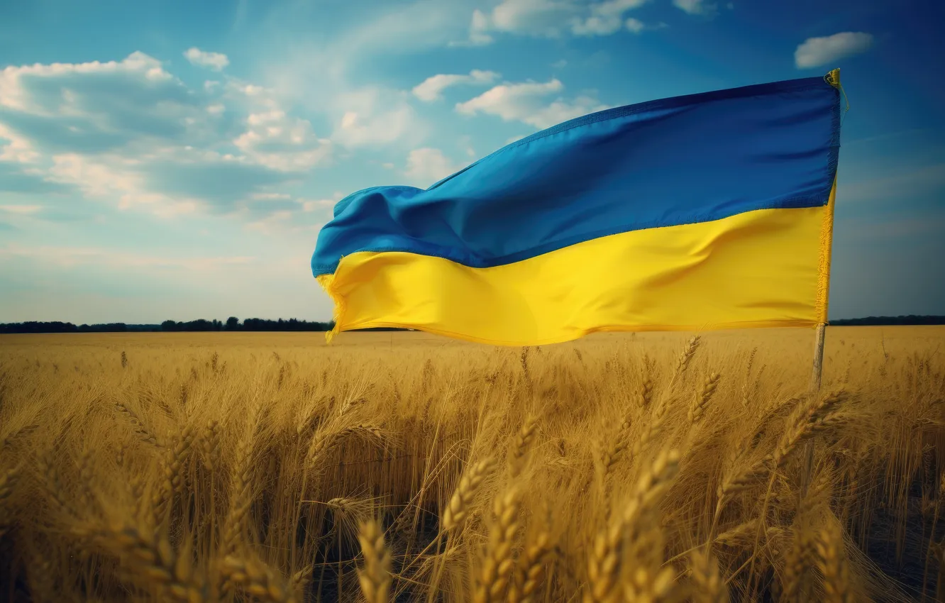 Wallpaper yellow, blue, flag, Ukraine, wheat for mobile and desktop ...