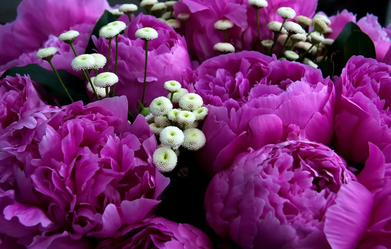 Wallpaper flowers, spring, peonies for mobile and desktop, section ...