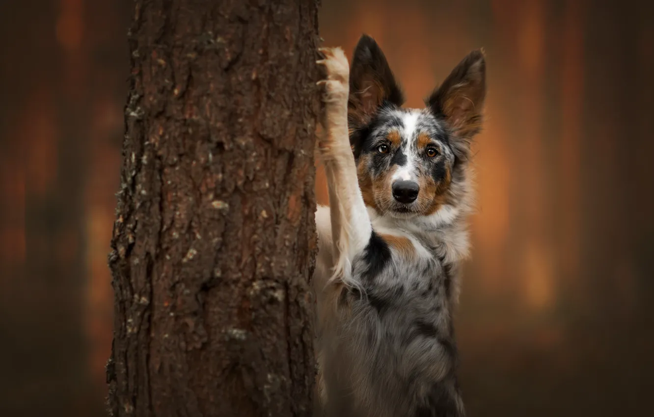 Wallpaper forest, look, nature, Park, tree, paw, dog, puppy for mobile ...
