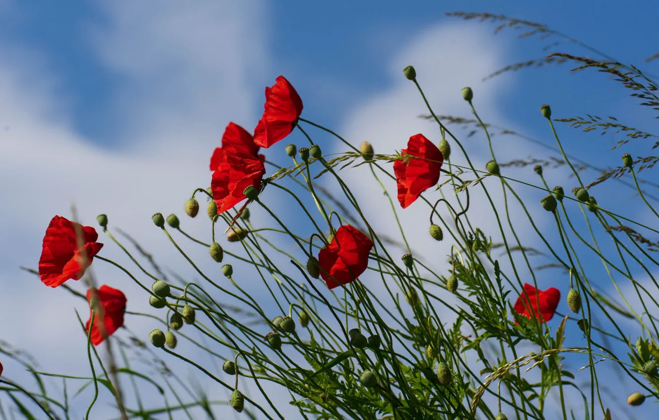 Wallpaper the sky, clouds, flowers, Maki, spikelets, red, blue ...