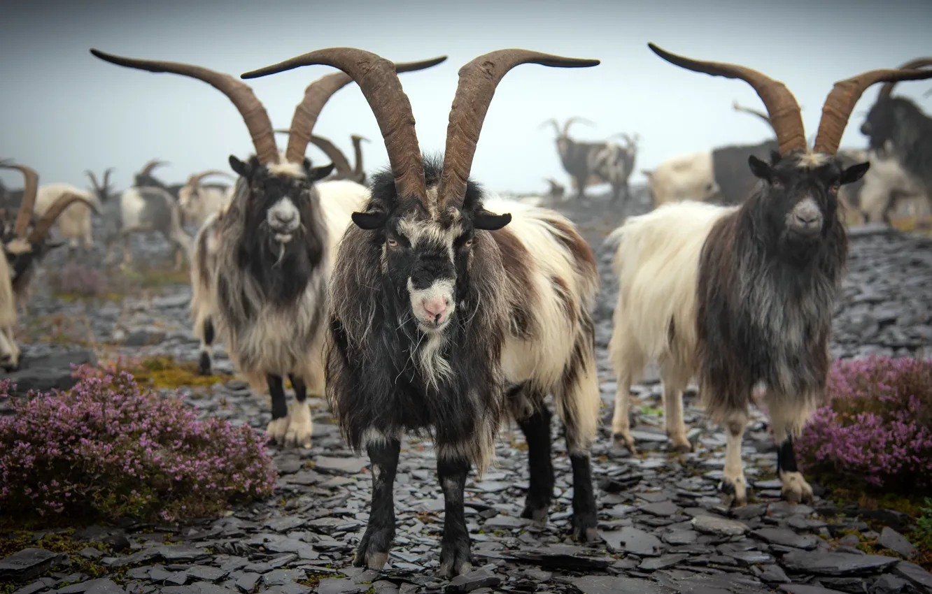 Wallpaper nature, fog, goats for mobile and desktop, section животные ...