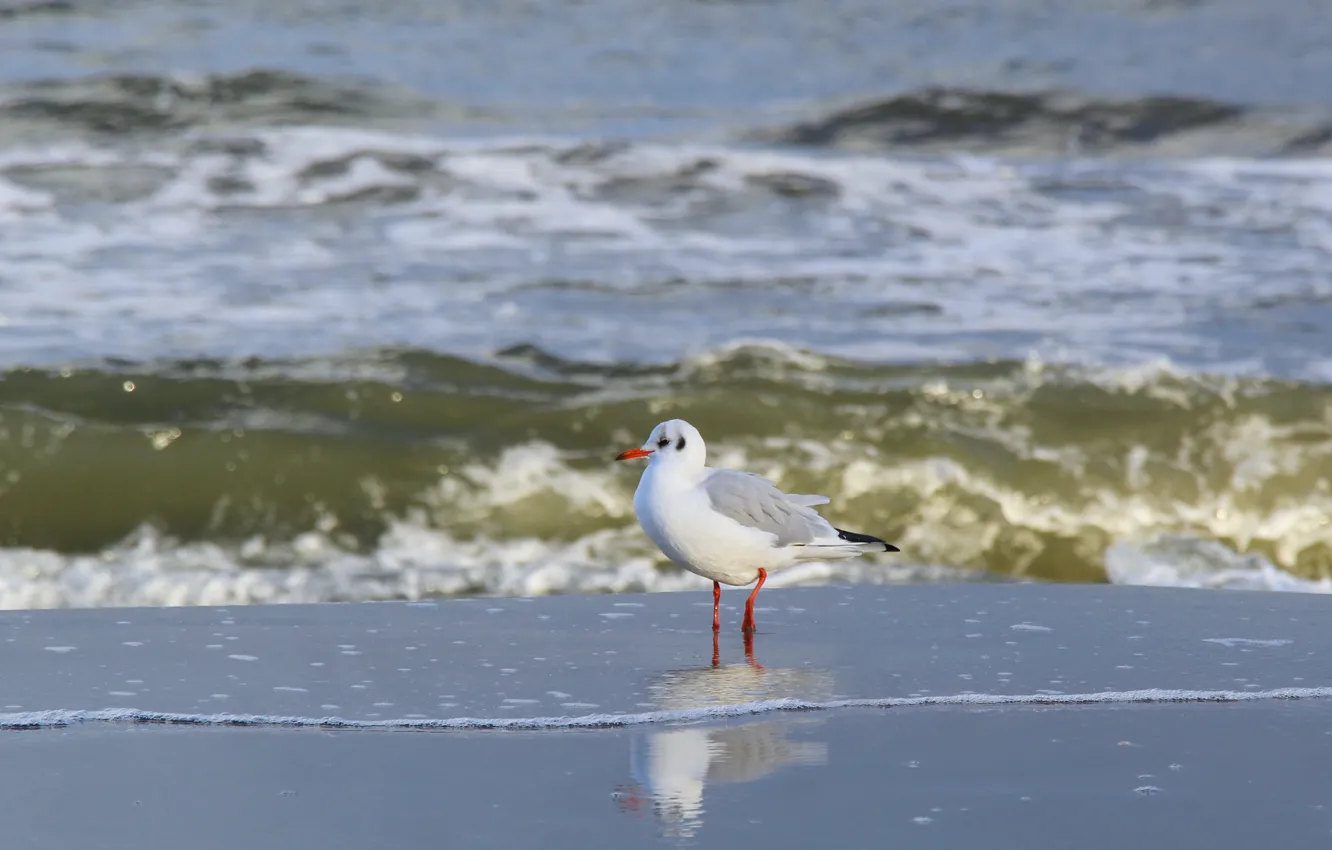 Wallpaper beach, sea, bird, seagul for mobile and desktop, section ...
