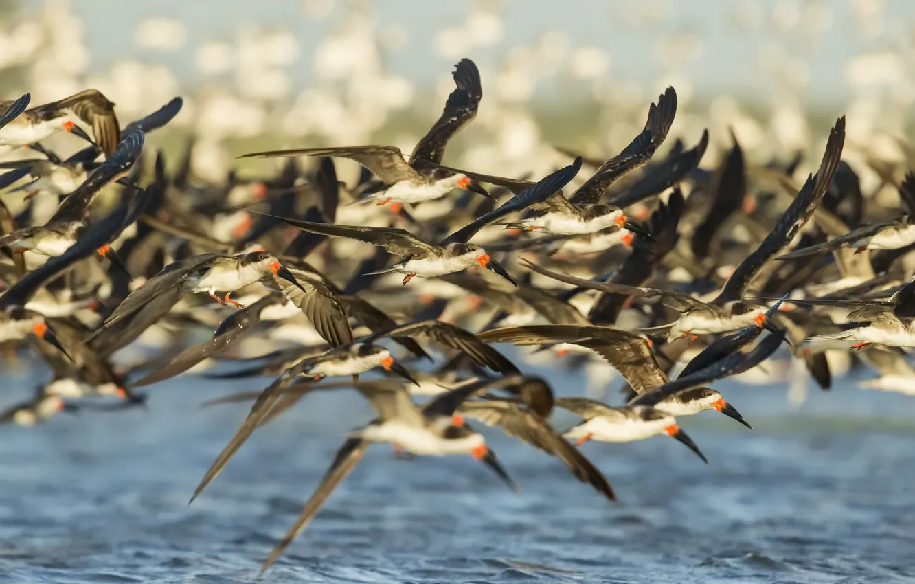 Wallpaper birds, pack, flight for mobile and desktop, section животные ...