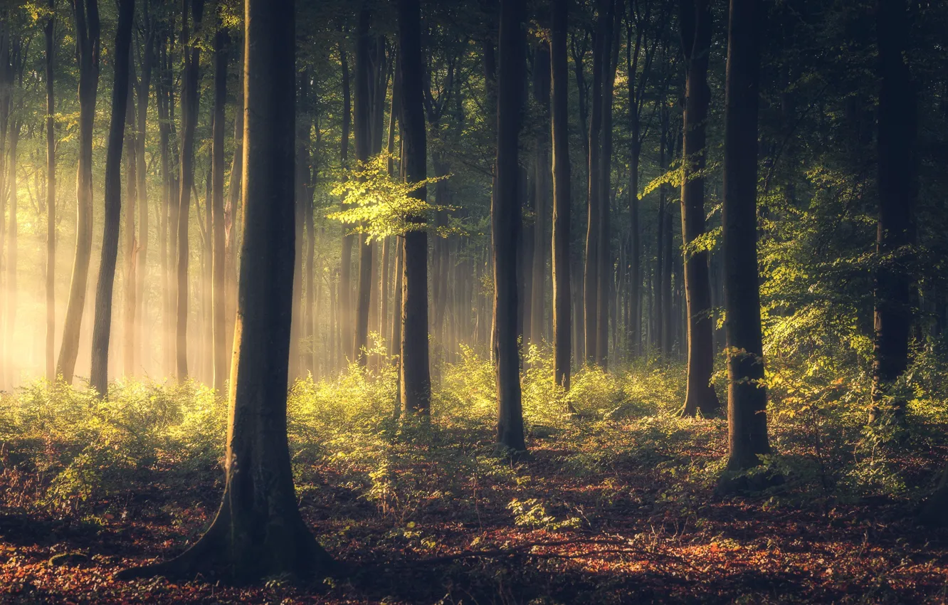 Wallpaper forest, light, trees for mobile and desktop, section природа ...
