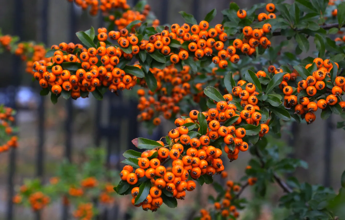 Wallpaper fruit, orange, twig for mobile and desktop, section природа ...