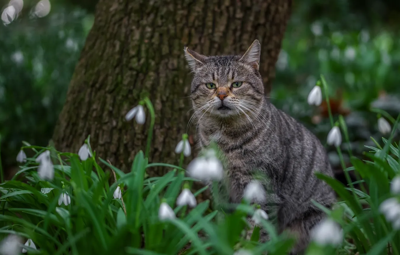 Wallpaper cat, cat, spring, snowdrops for mobile and desktop, section ...