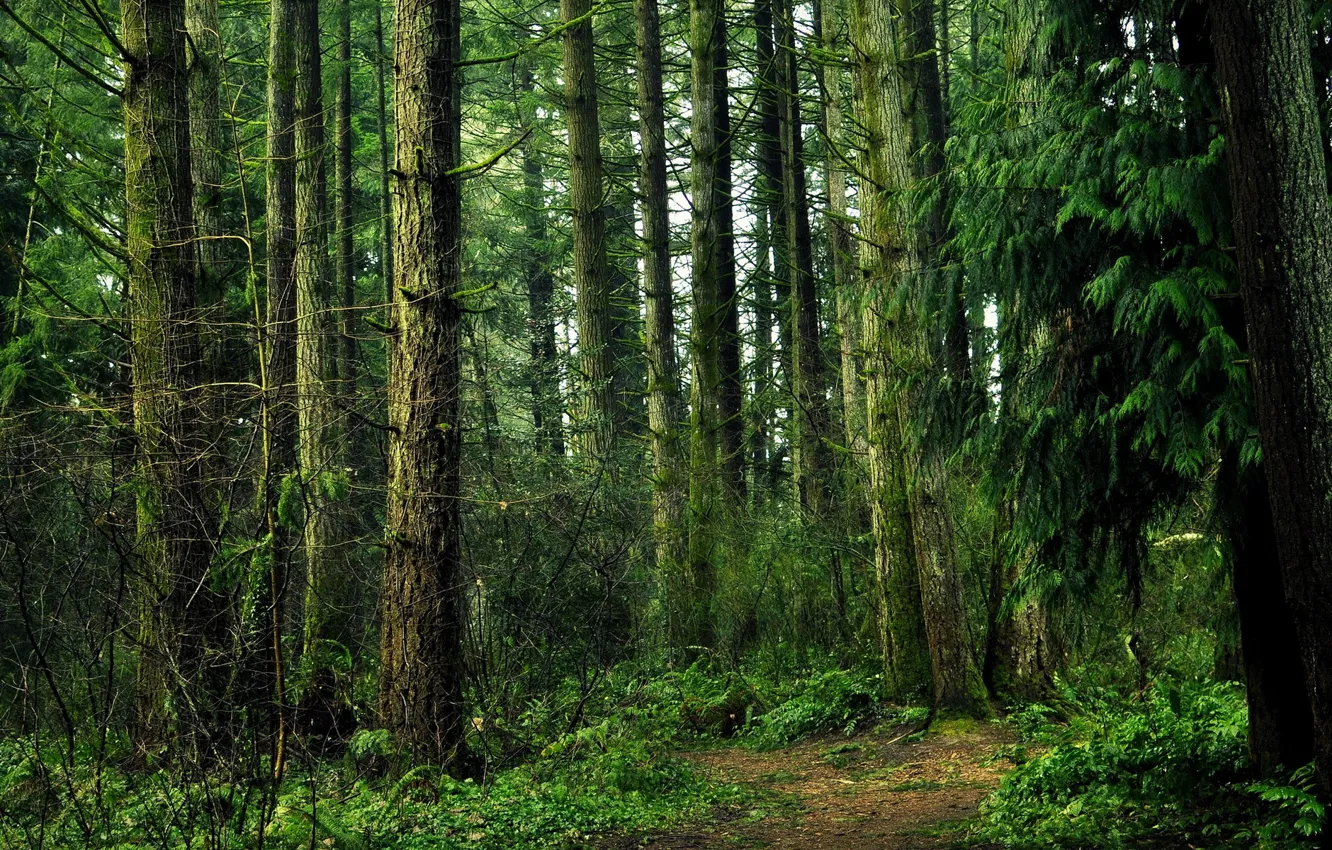 Wallpaper forest, trees, nature for mobile and desktop, section природа ...