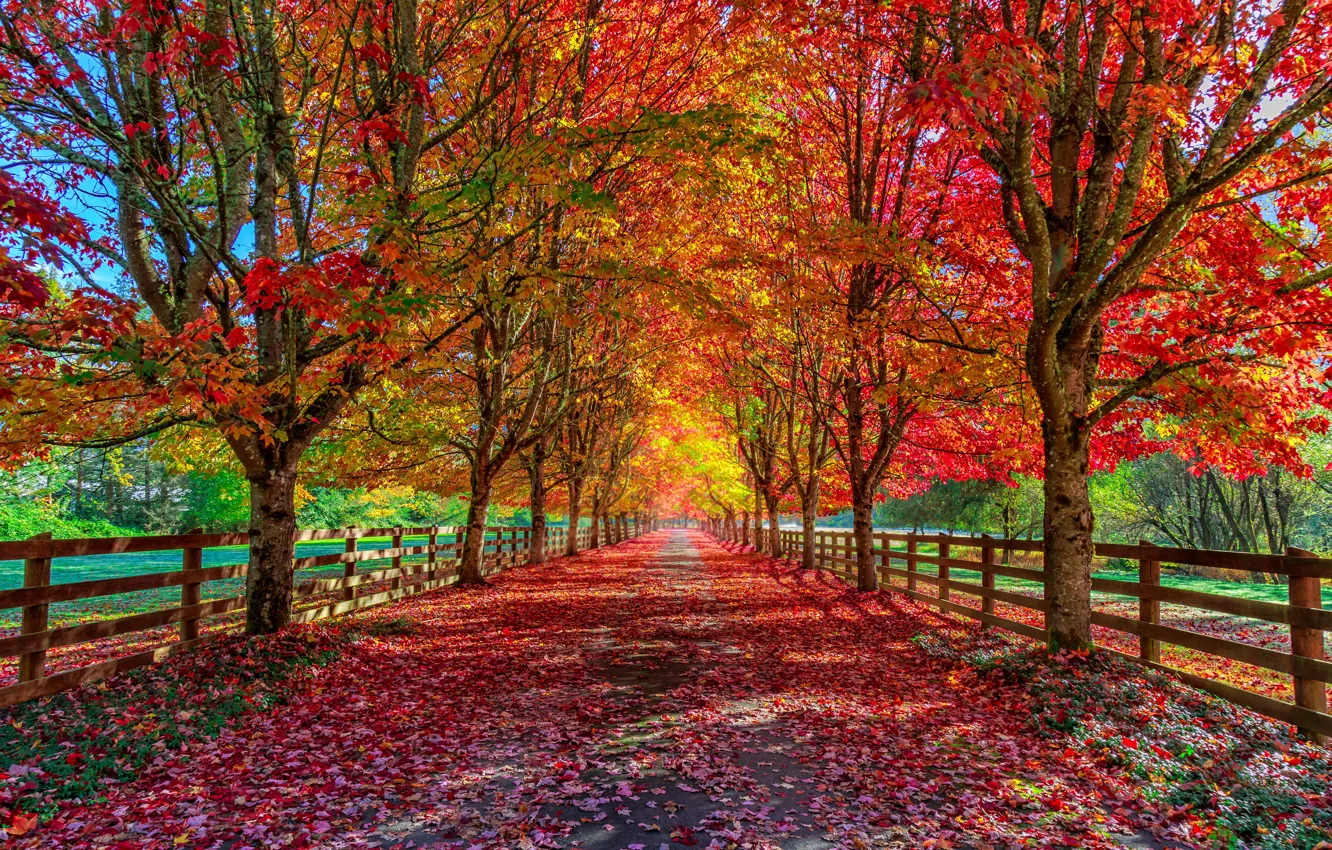 Wallpaper trees, autumn, way for mobile and desktop, section природа ...