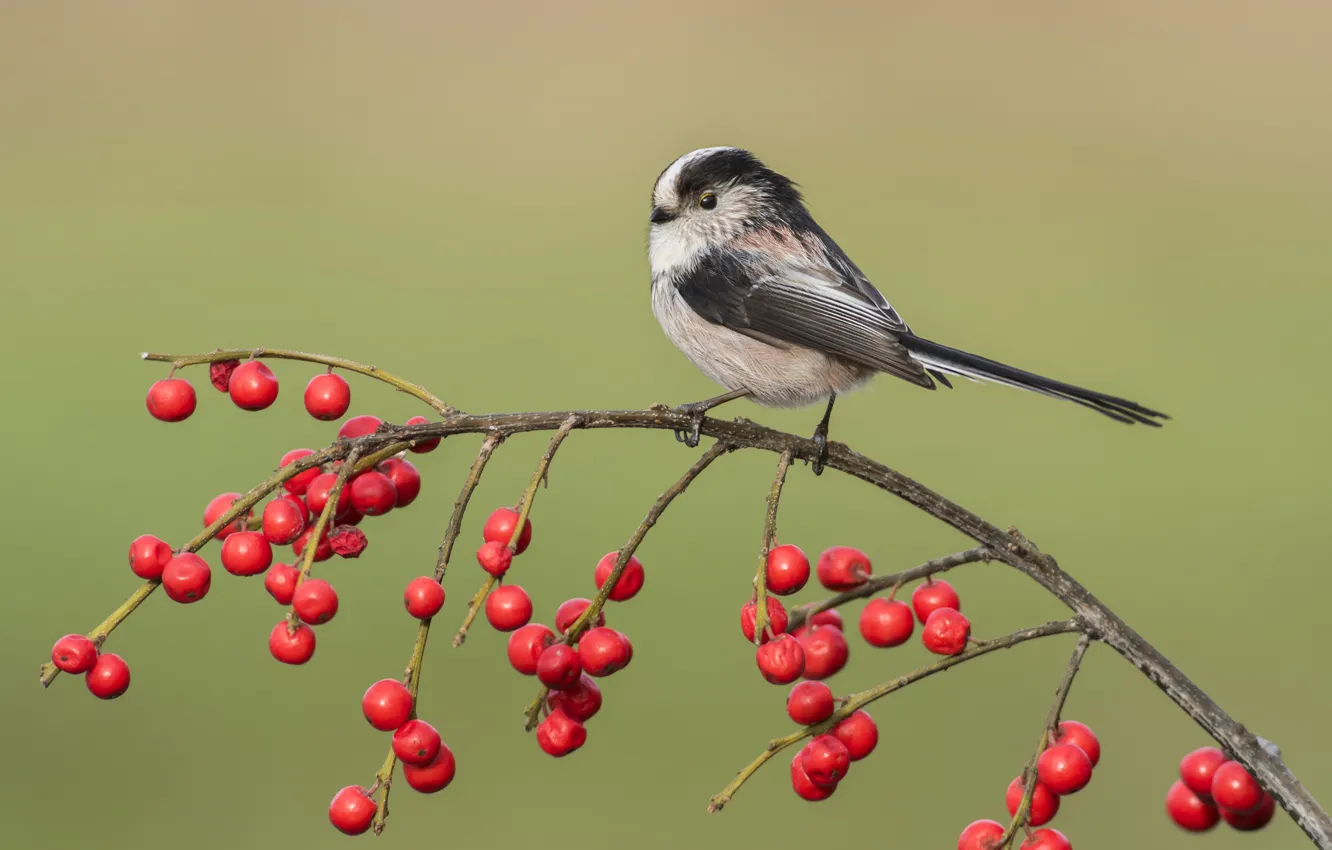 Wallpaper berries, sprig, background, bird for mobile and desktop ...