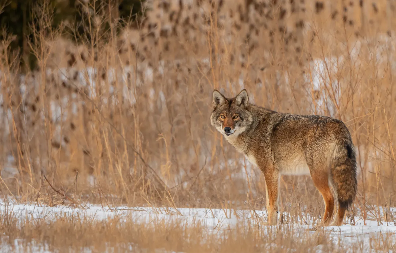 Wallpaper winter, autumn, forest, snow, branches, wolf, the bushes for ...