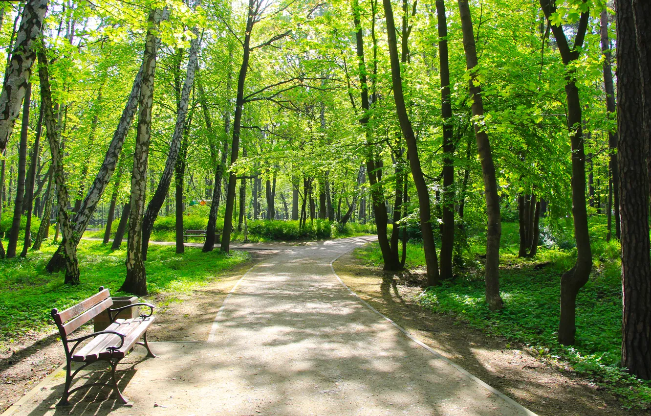 Wallpaper green, trees, park, spring, bench, alley for mobile and ...
