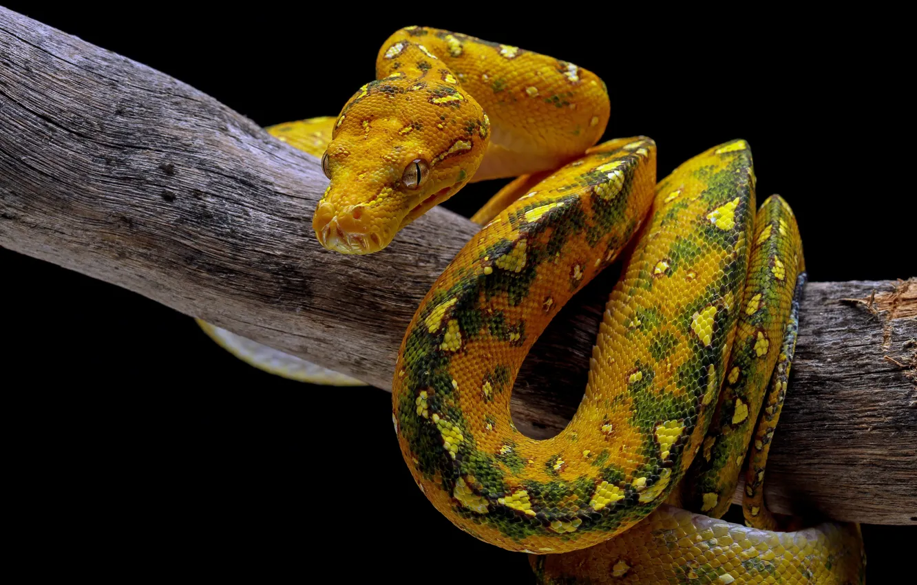 Wallpaper branches, yellow, snake, Python for mobile and desktop ...