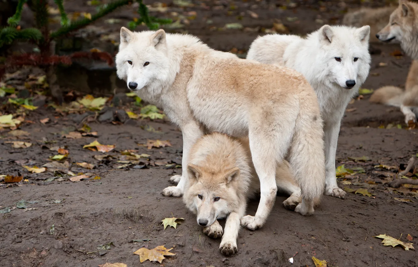 Wallpaper leaves, wolf, predators, wolves, Trinity for mobile and ...