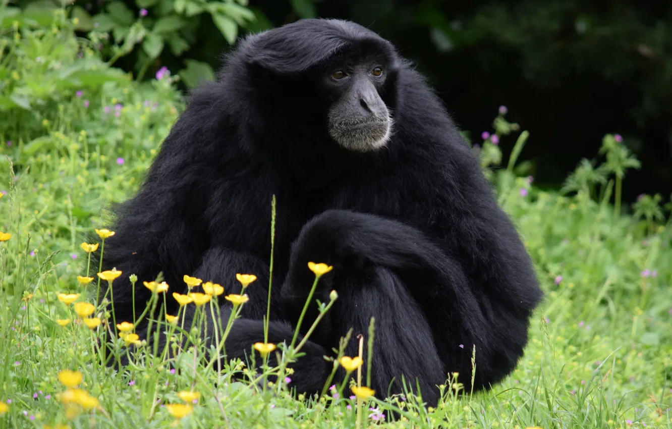 Wallpaper flowers, nature, animal, black, monkey, weed for mobile and ...