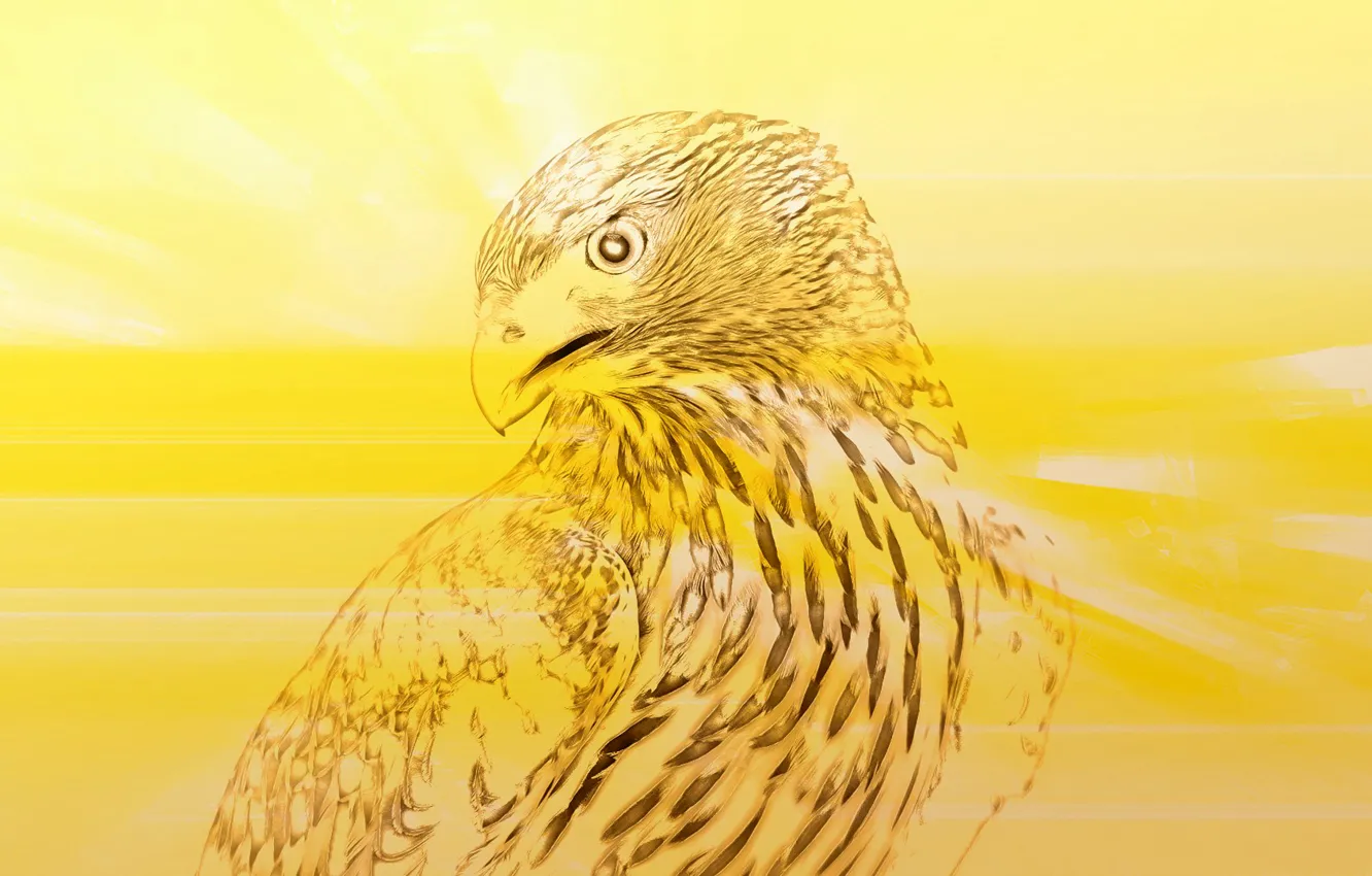 Wallpaper eagle, texture, beak, silhouette for mobile and desktop ...