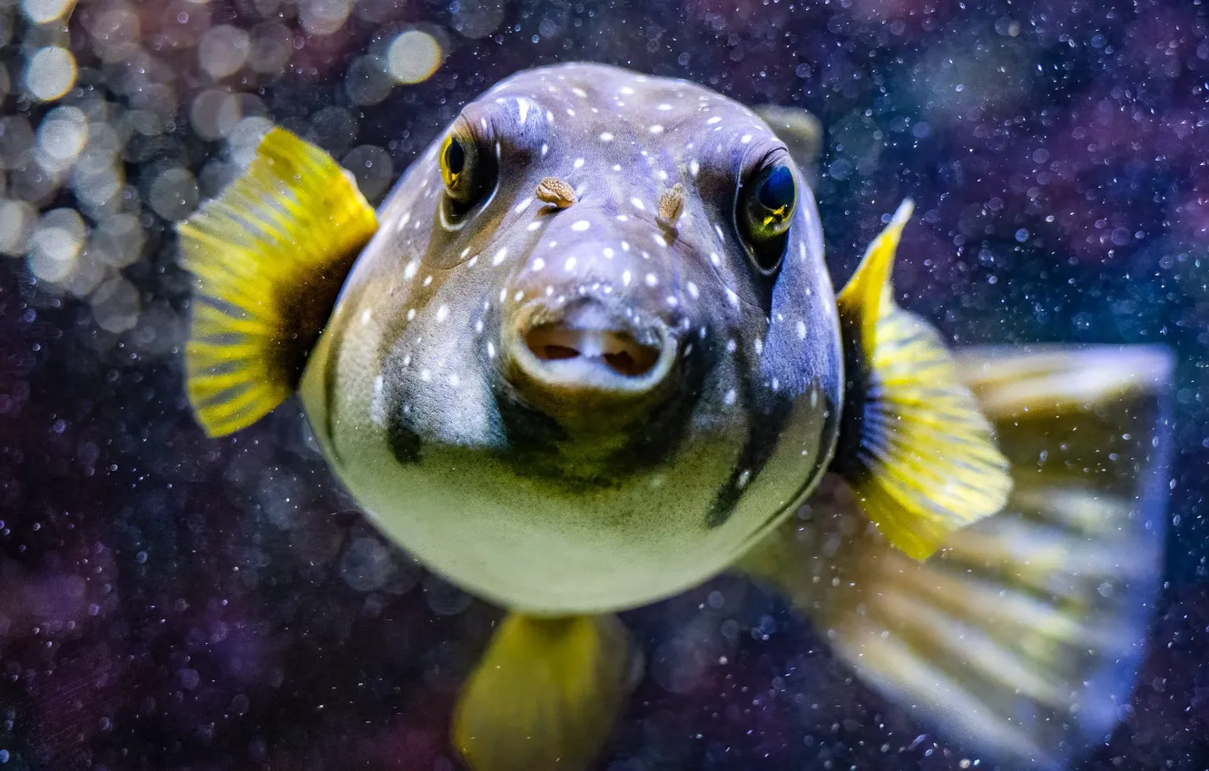 Wallpaper sea, look, water, light, portrait, fish, underwater world ...