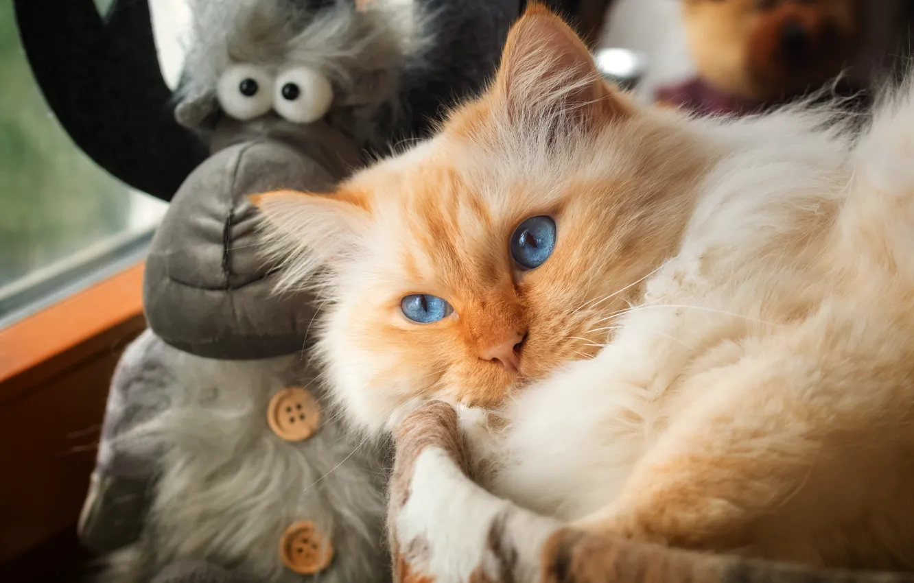 Wallpaper cat, cat, look, pose, toy, deer, buttons, red for mobile and ...