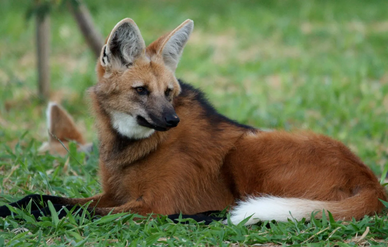 Wallpaper fox, animal, wildlife, maned wolf for mobile and desktop ...