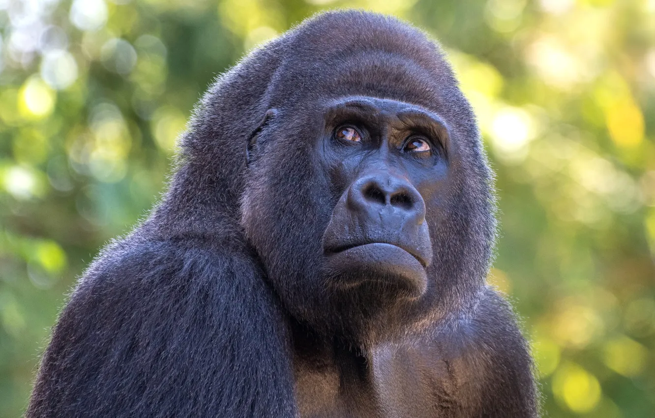 Wallpaper look, face, portrait, monkey, gorilla, bokeh, looking up for mobile and desktop ...