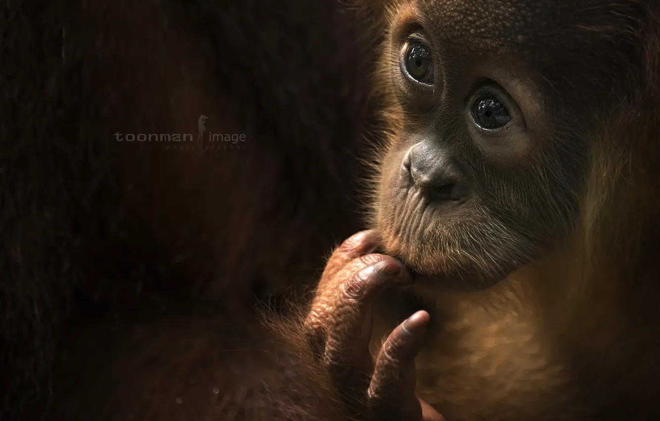 Wallpaper look, monkey, Baby Orang Utah for mobile and desktop, section ...