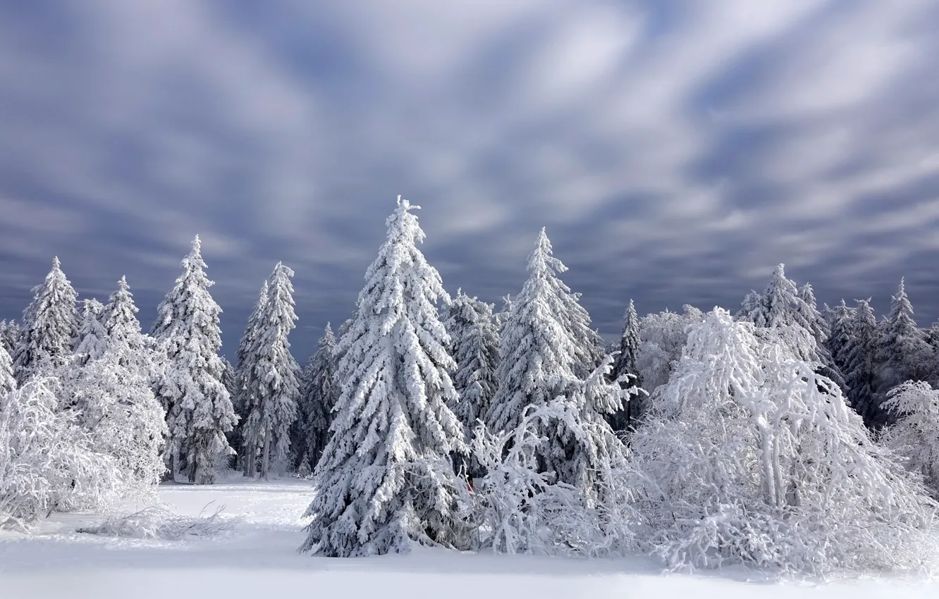 Wallpaper winter, forest, nature for mobile and desktop, section ...