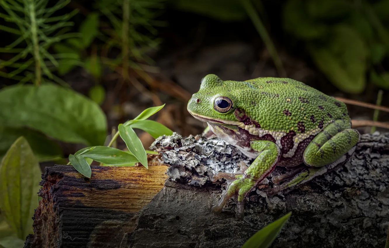 Wallpaper green, frog, log for mobile and desktop, section животные ...