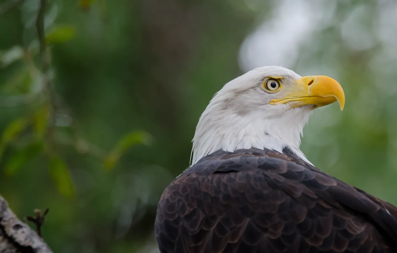 Wallpaper look, bird, beak, Orlan for mobile and desktop, section ...