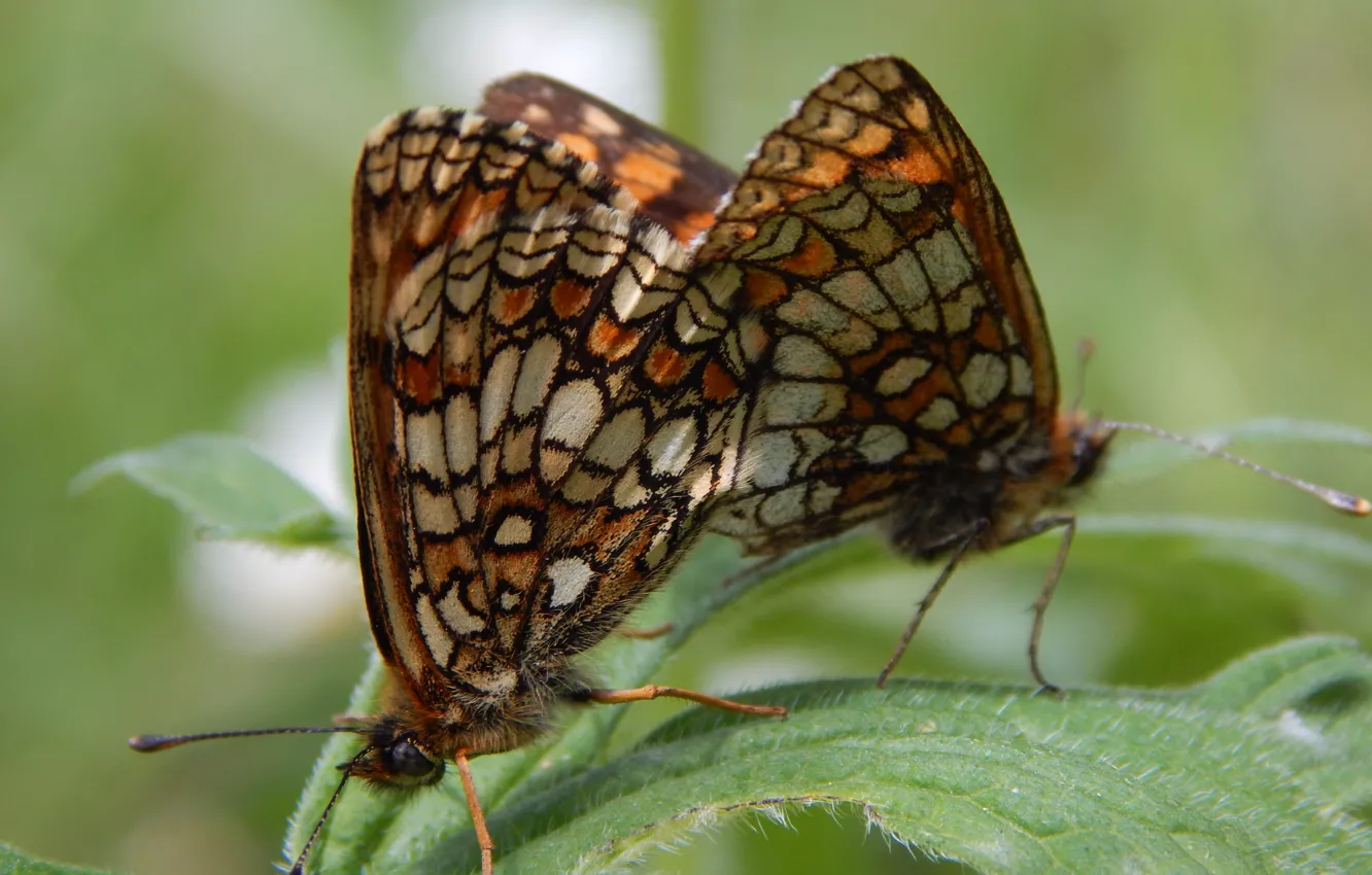 Wallpaper macro, butterfly, wings, insect for mobile and desktop ...