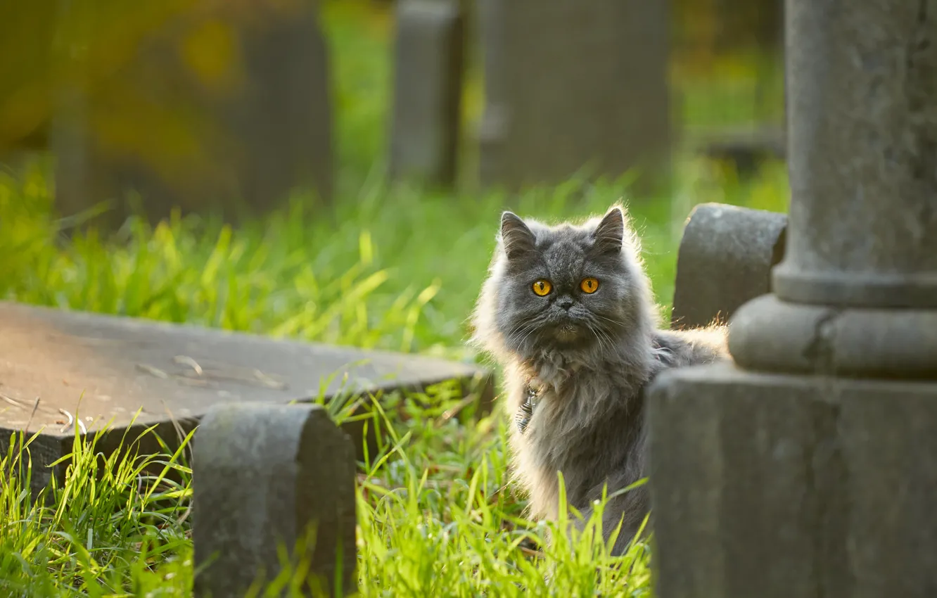 Wallpaper cat, cat, look, pose, face for mobile and desktop, section ...