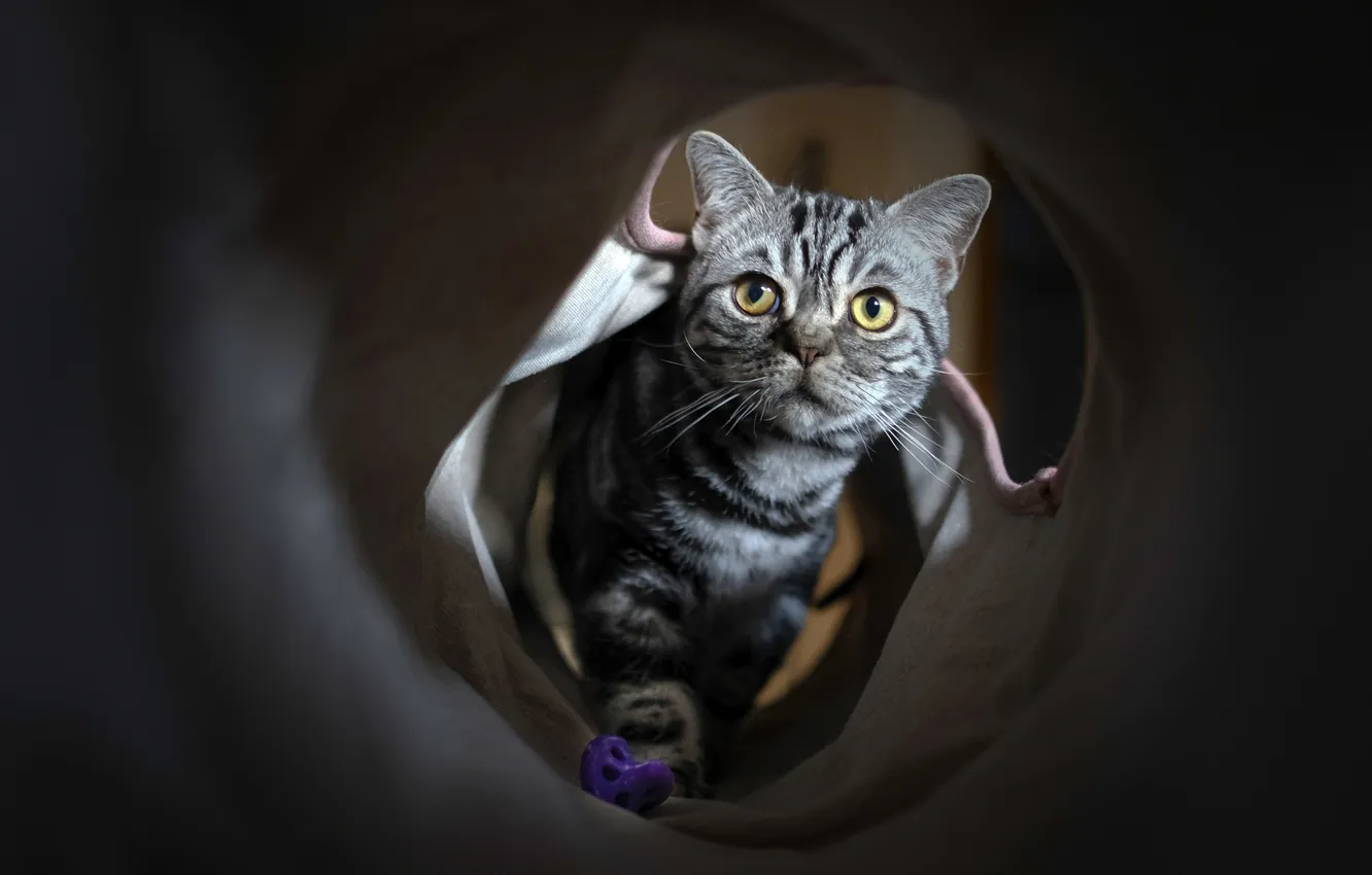 Wallpaper cat, cat, look, kitty, face for mobile and desktop, section ...