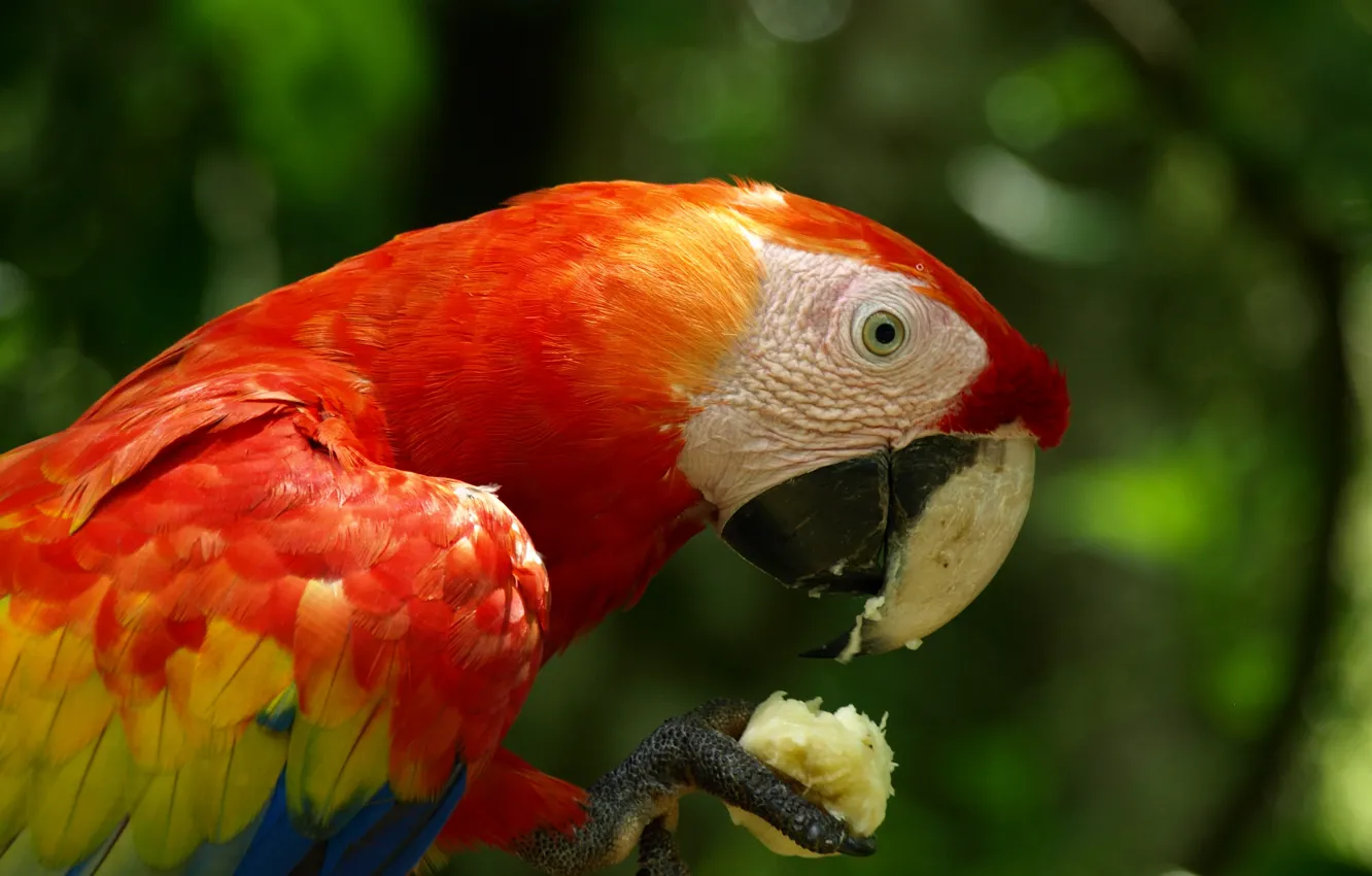 Wallpaper red, bird, parrot, Ara for mobile and desktop, section ...
