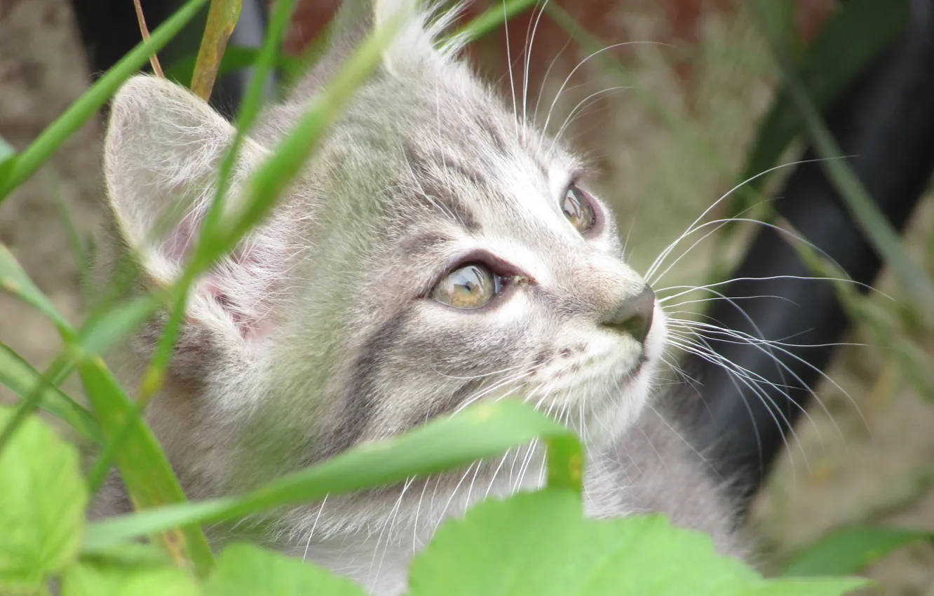 Wallpaper cat, cat, grey, kitty, grey, cat for mobile and desktop ...