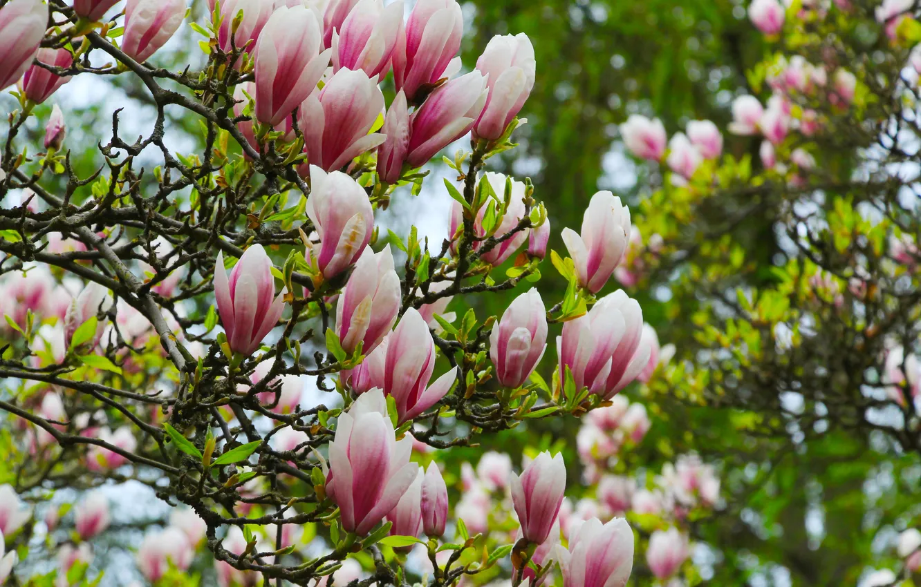 Wallpaper flower, spring, magnolia, twigs for mobile and desktop, section природа, resolution ...