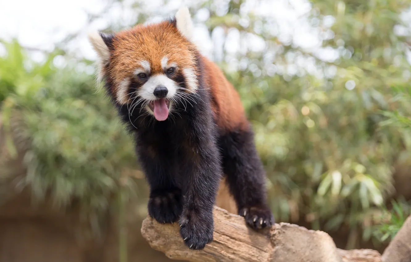 Wallpaper language, red Panda, firefox, face for mobile and desktop ...