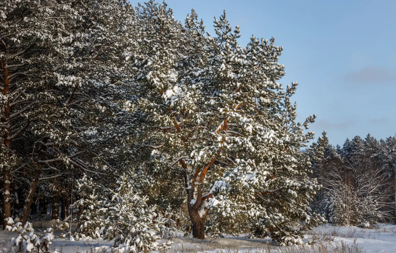 Wallpaper winter, snow, trees, nature, Sergey Sergeev for mobile and ...