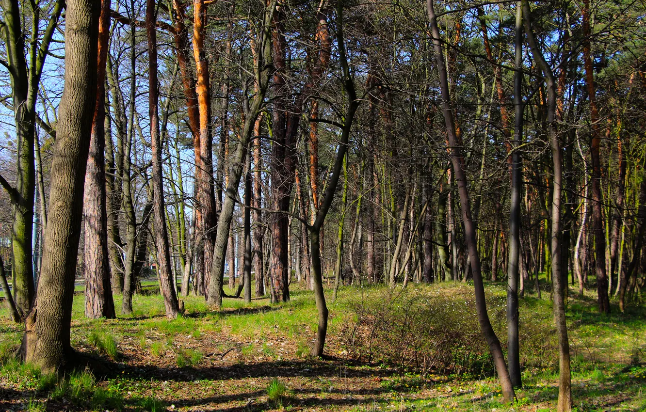 Wallpaper forest, park, tree, alley for mobile and desktop, section ...