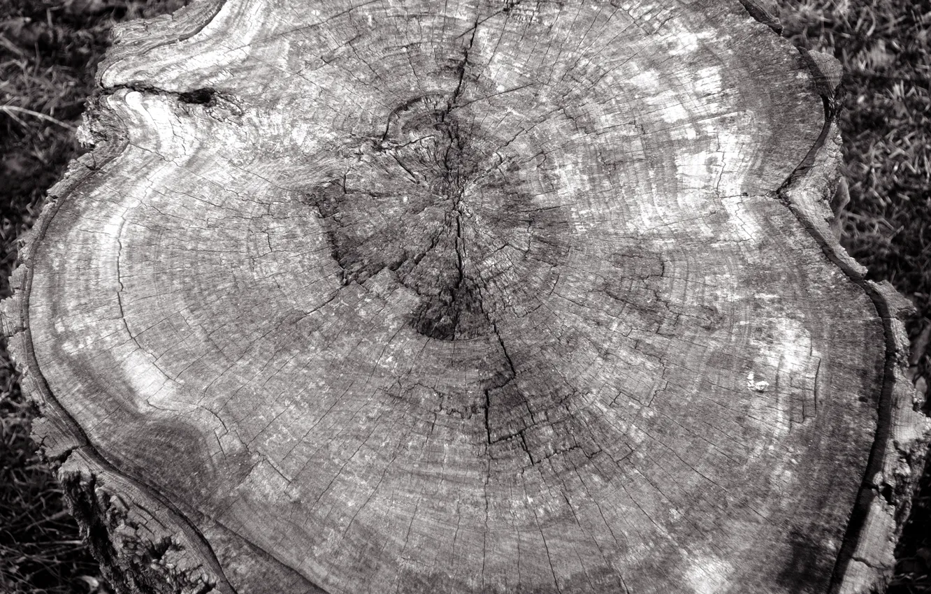 Wallpaper close-up, stump, trunk, since, black-and-white photograph for ...