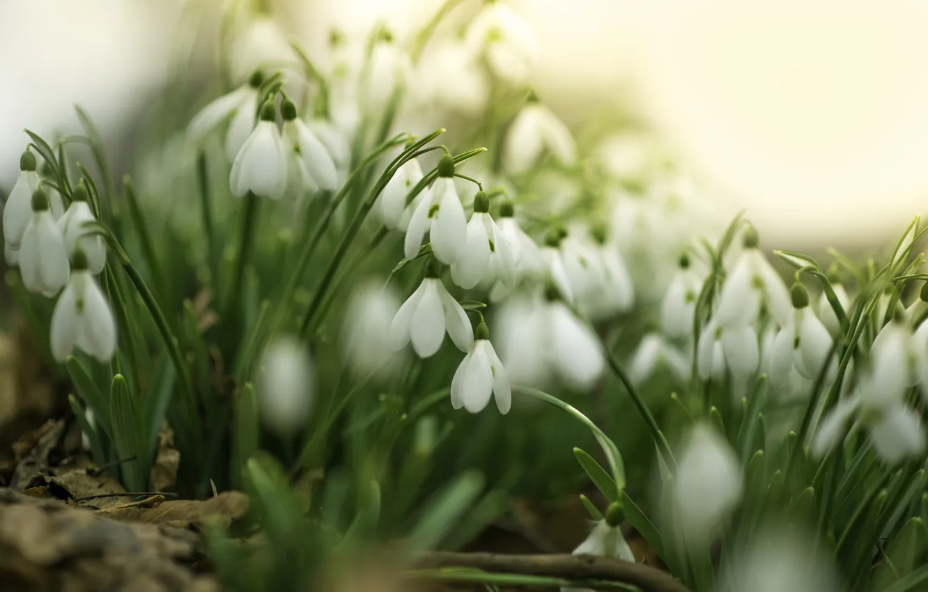 Wallpaper flowers, nature, spring, snowdrops, white, primroses, spring ...