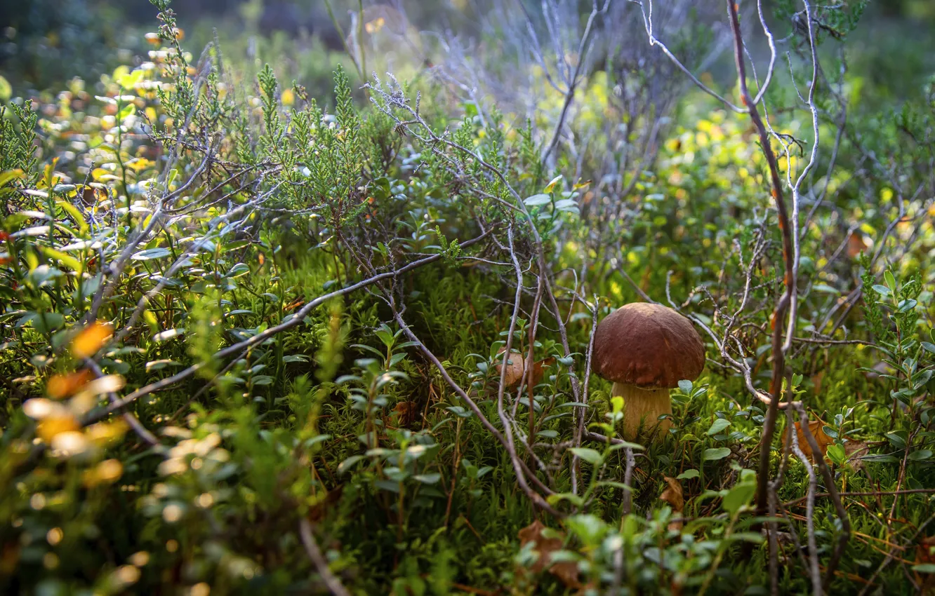 Wallpaper autumn, forest, grass, leaves, light, branches, thickets ...