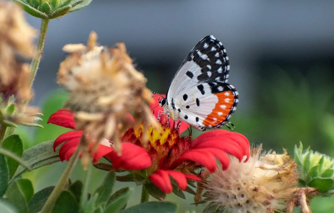 Wallpaper flowers, butterfly, wings, beautiful, closeup for mobile and ...