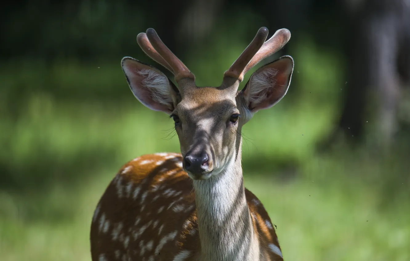 Wallpaper animals, look, nature, deer for mobile and desktop, section ...