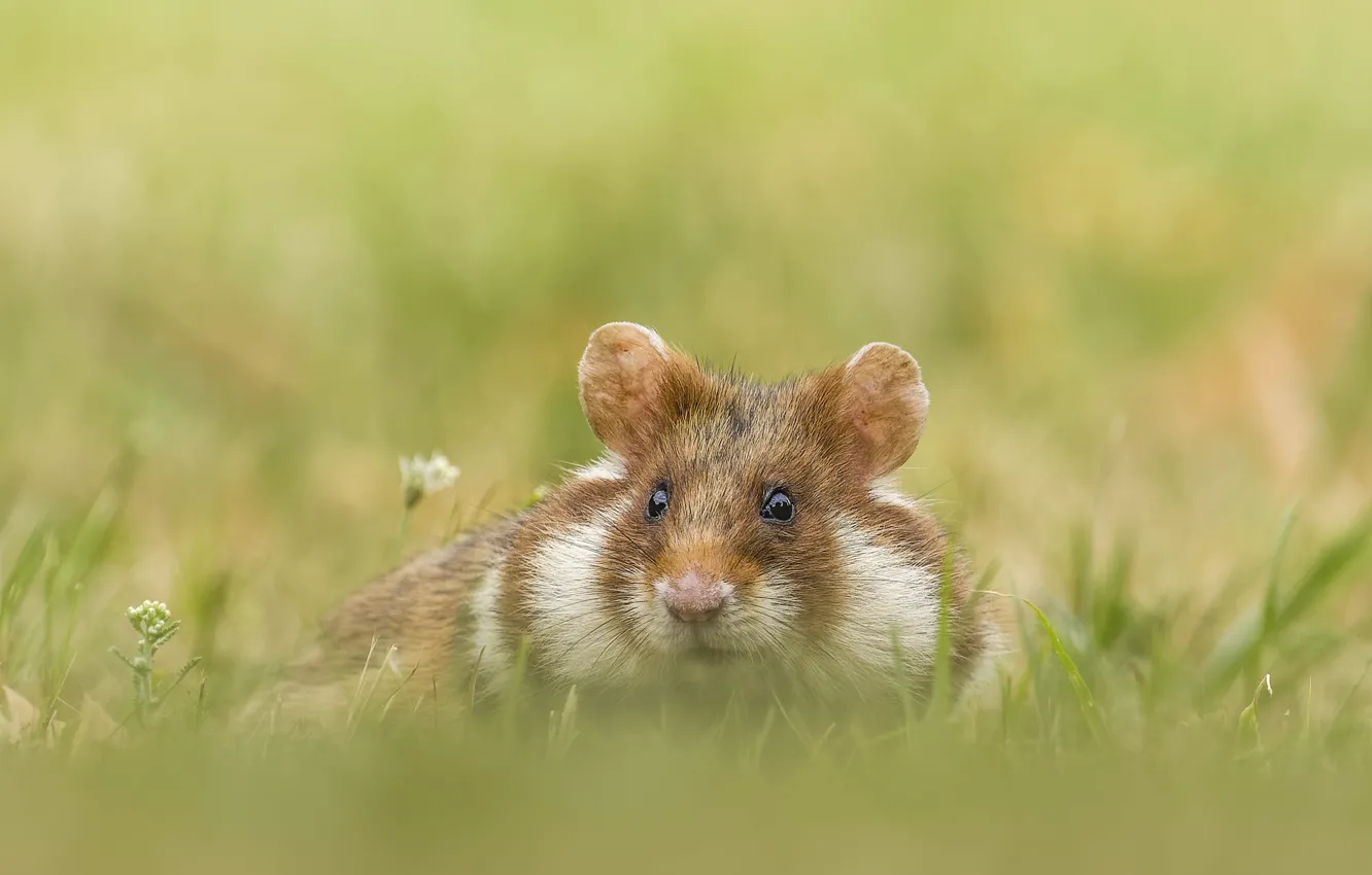 Wallpaper grass, look, glade, portrait, hamster, muzzle, bokeh, spotted ...