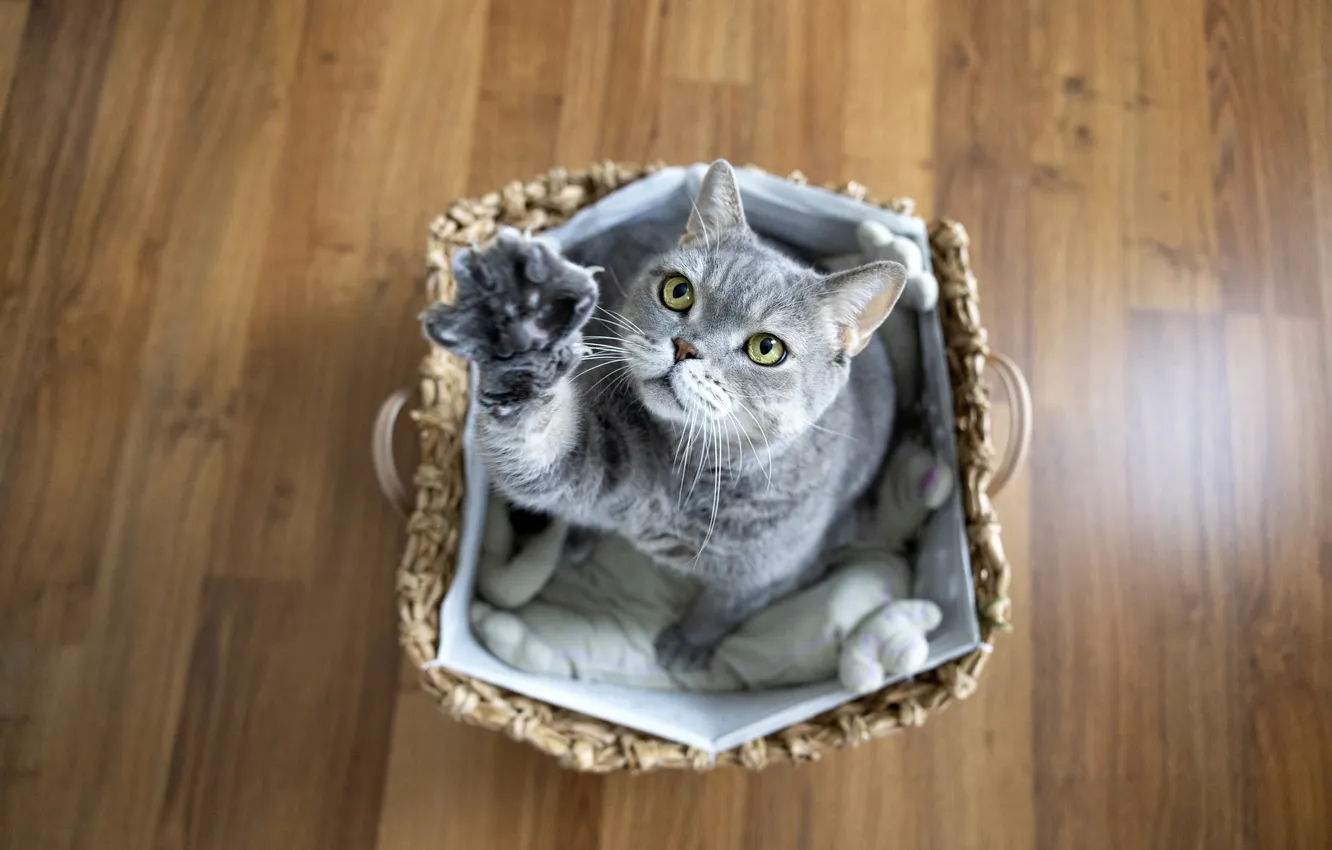 Wallpaper cat, cat, look, pose, grey, jump, paw, flooring for mobile ...