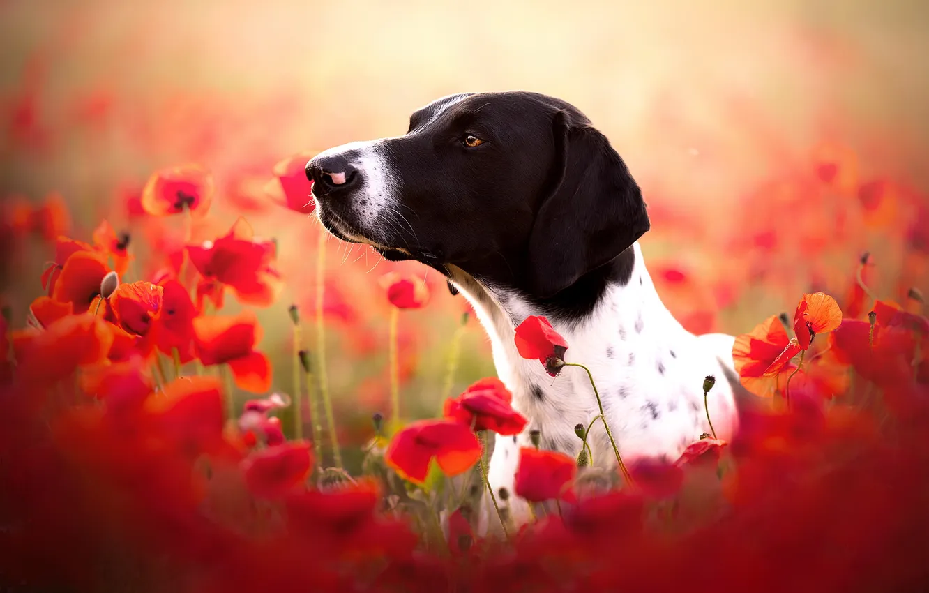 Wallpaper summer, each, Maki, dog for mobile and desktop, section ...