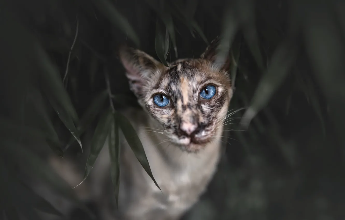 Wallpaper cat, cat, look, pose, face for mobile and desktop, section ...