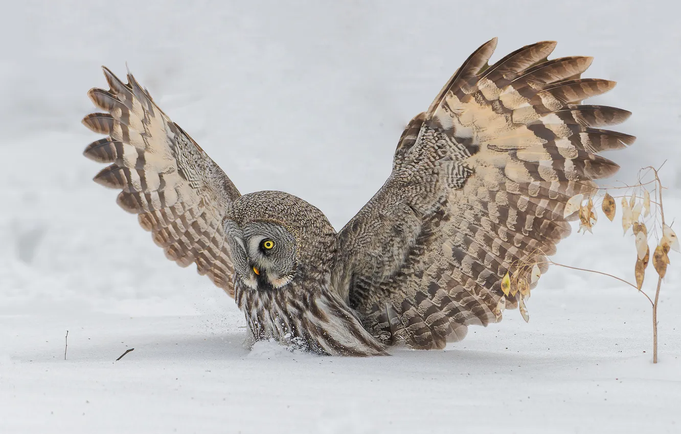 Wallpaper feathers, snow, owl for mobile and desktop, section животные ...